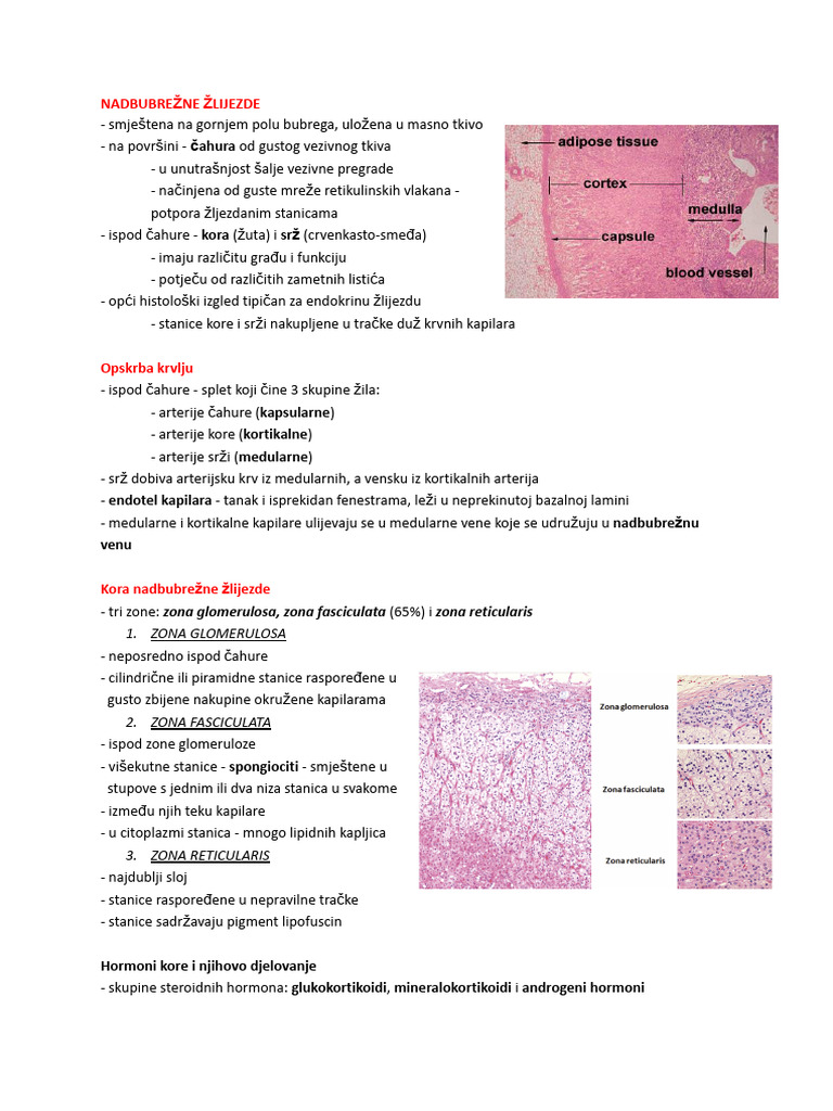 21-Nadbubrežna I Štitna Žlijezda, Epifiza | PDF