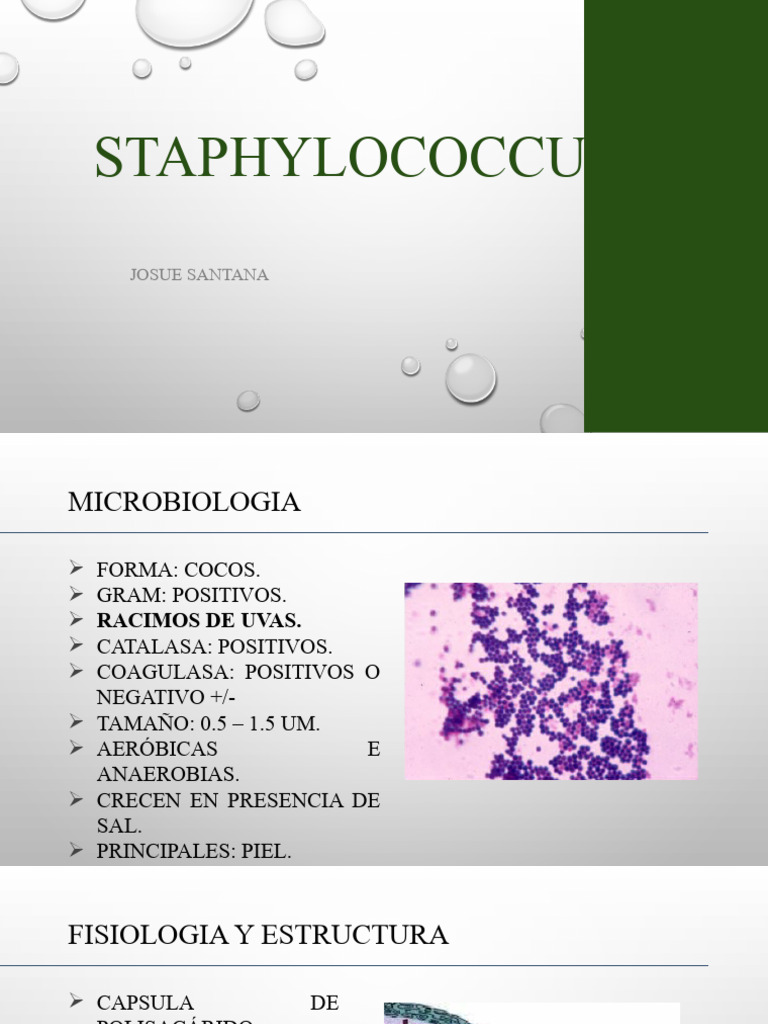 Staphylococcus Aureus1 | PDF | Especialidades Medicas | Enfermedades y trastornos