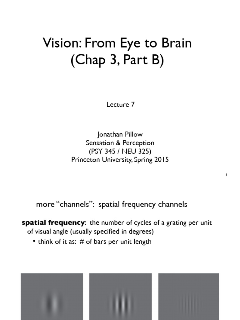 Fourier Decomposition in Visual Cortex | PDF | Visual Cortex | Perception