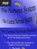 Class 5-Science Notes-The Nervous System | PDF | Brain | Nerve