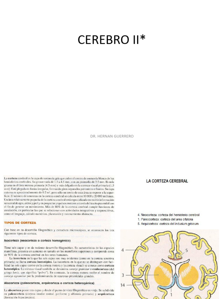 Cerebro II | PDF | Ciencia y matemáticas