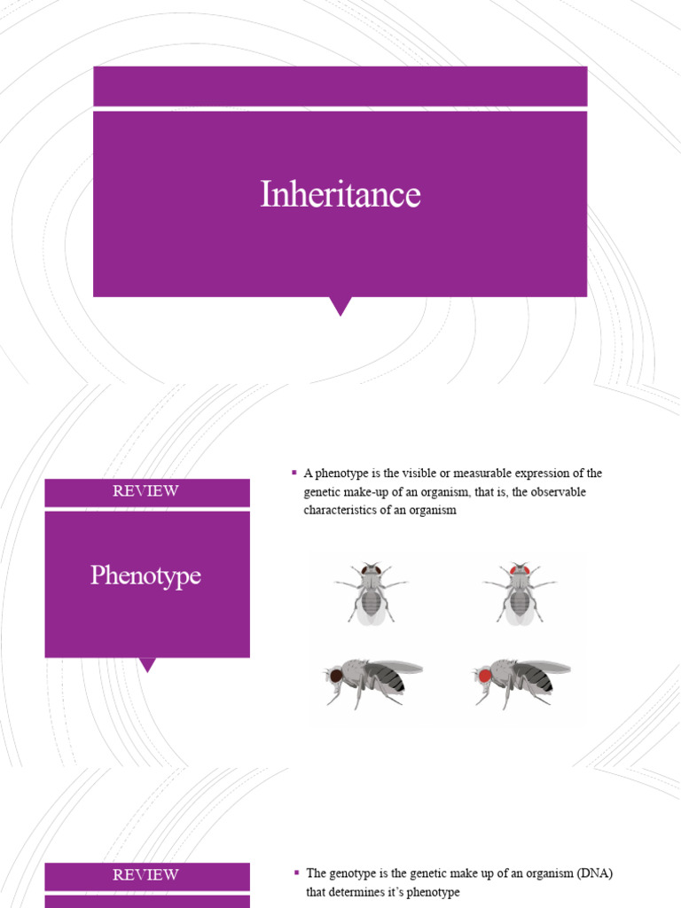 Genotypes and Dominance | PDF | Dominance (Genetics) | Genotype