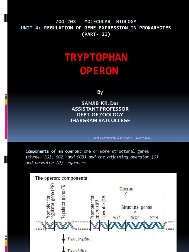 Try Operon 2 | PDF | Operon | Biotechnology