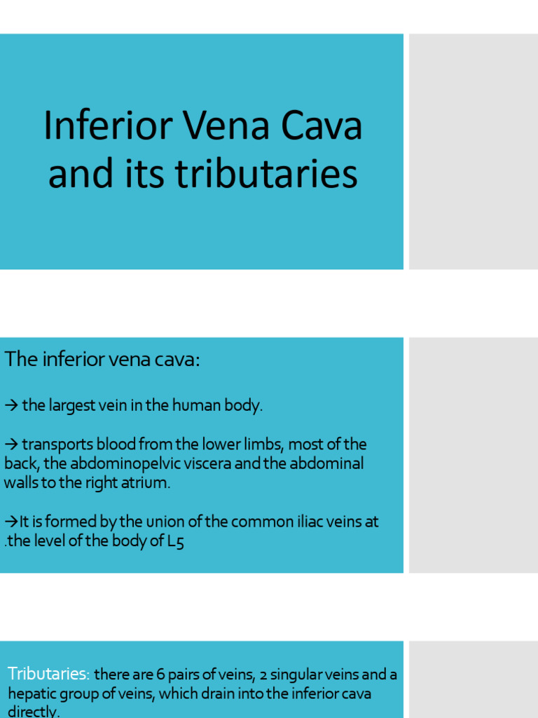 Tributaries of the Inferior Vena Cava | PDF | Vein | Liver