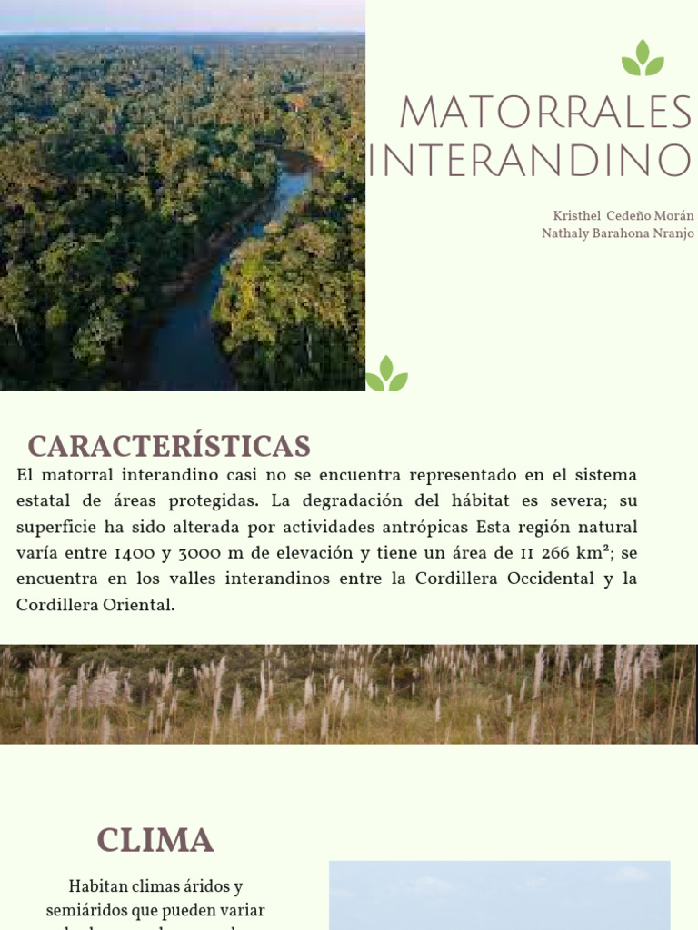 Matorrales Interandinoss | PDF