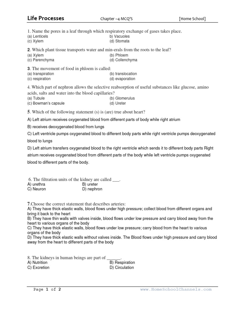 English Eassy On Traditional and Culture | PDF | Blood | Atrium (Heart)