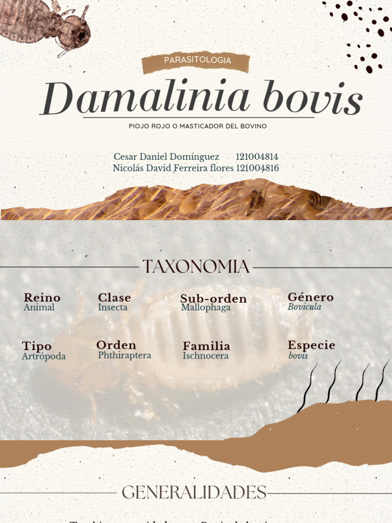 Damalinia Bovis | PDF