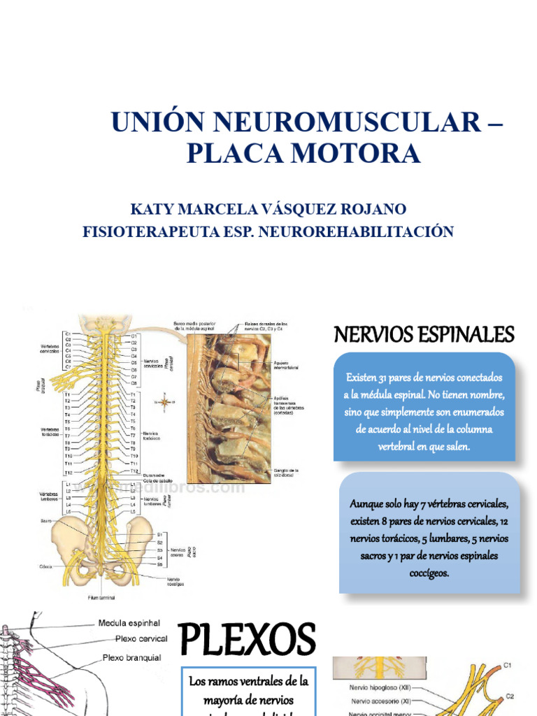 Placa Motora | PDF | Unión neuromuscular | Sinapsis