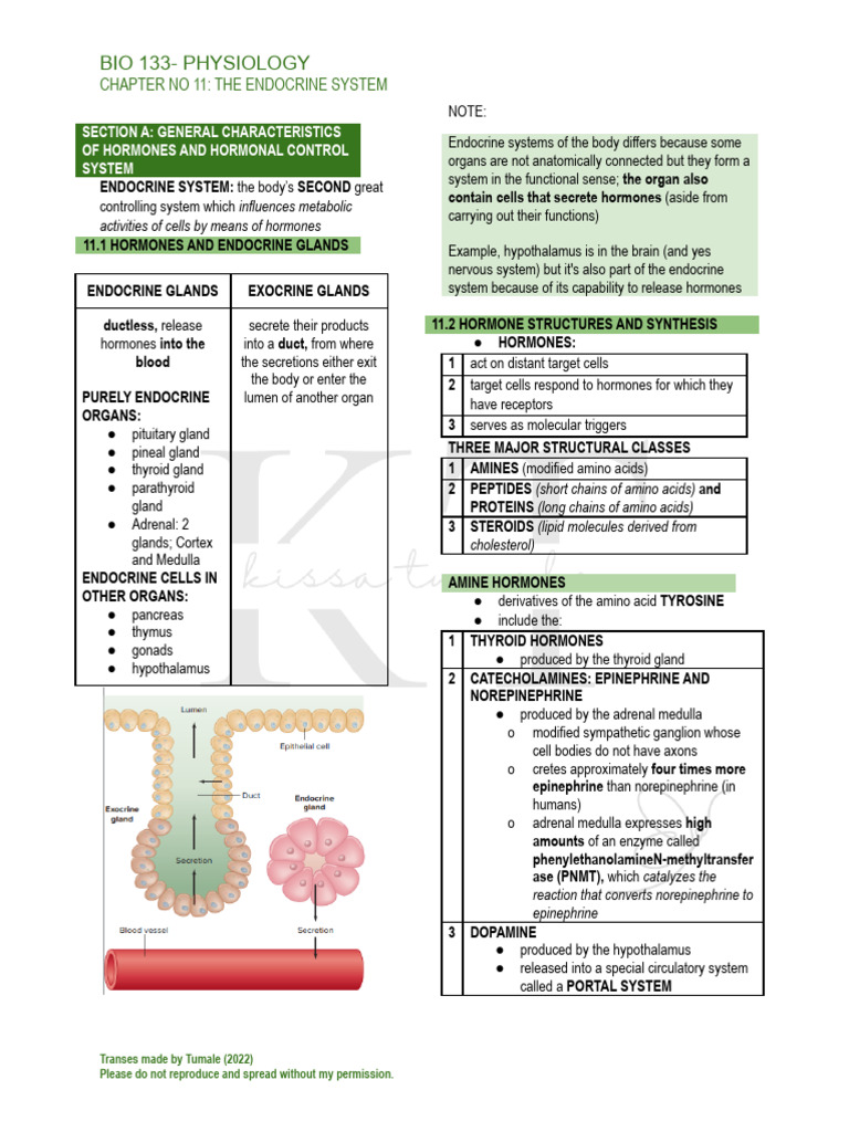 Chapter 11 - Endocrine System | PDF | Adrenal Gland | Hormone