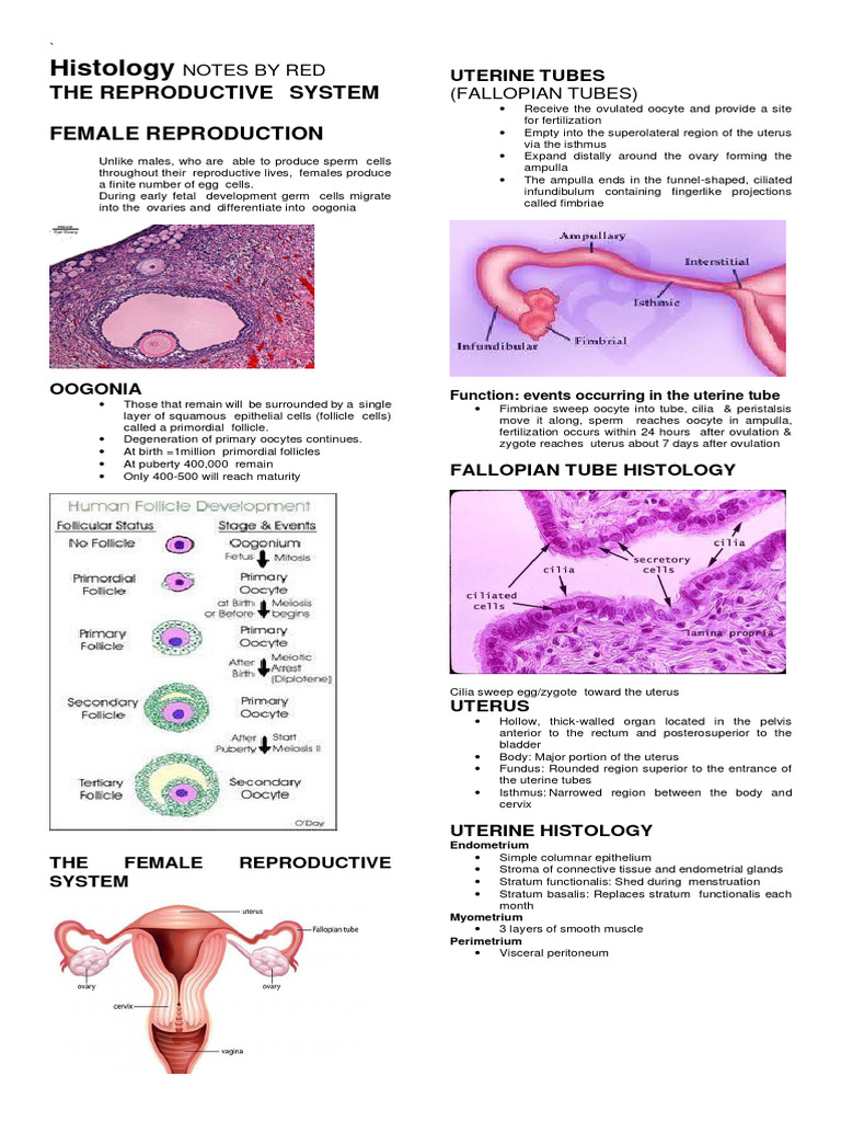 HISTOLOGY-NOTES-by-Red Reproductive | PDF | Vagina | Testicle