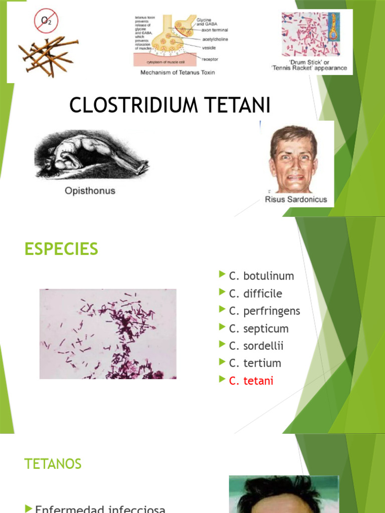 Clostridium Tetani Bacteriologia | PDF | Medicina CLINICA | Epidemiología