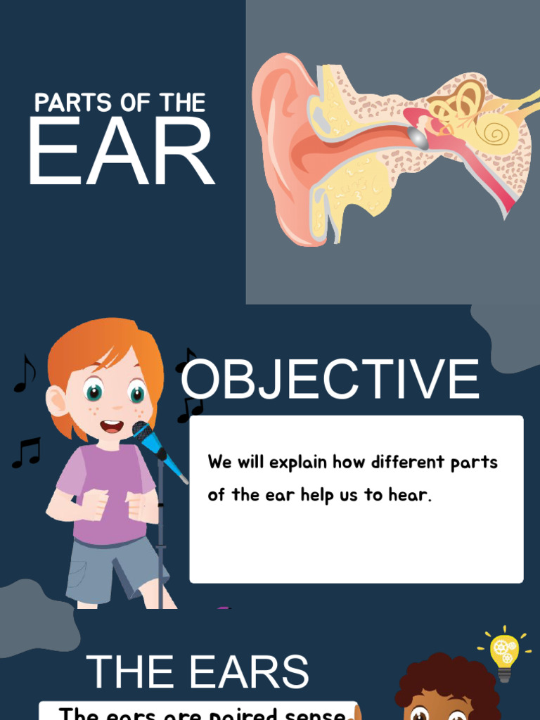 Parts of Ears | PDF | Ear | Hearing