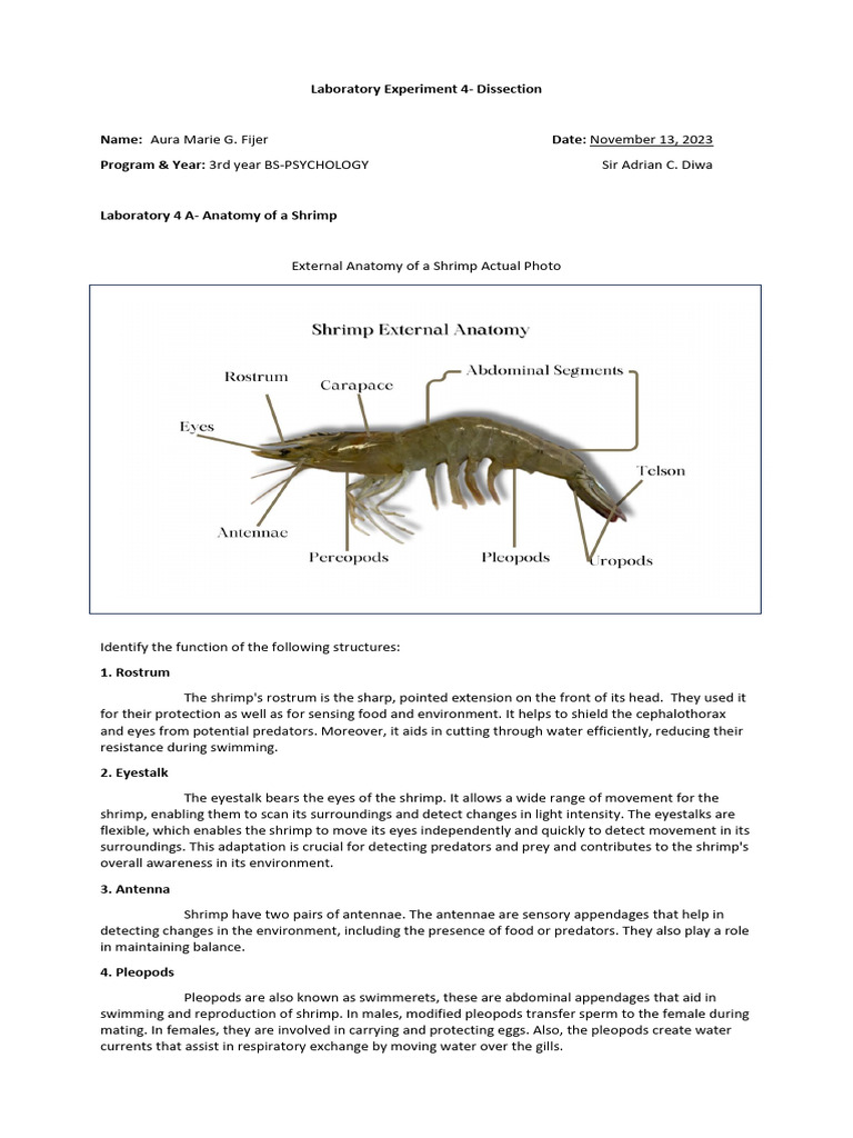 Anatomy of Shrimp, Mussel, Squid, Fish, Frog | PDF | Digestion | Mussel