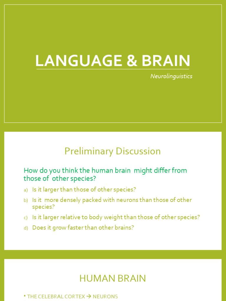 Language & Brain-Neurolinguistics | PDF | Lateralization Of Brain Function | Human Brain