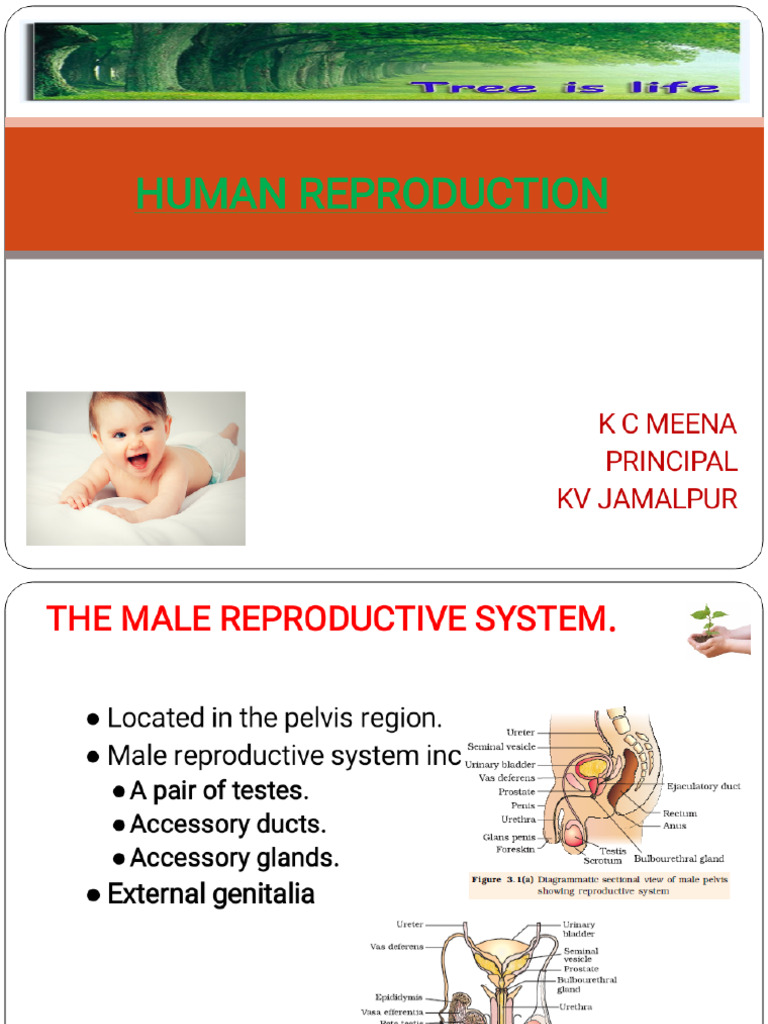 3 Human Reproduction | PDF
