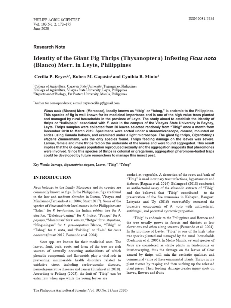 Identity of The Giant Fig Thrips Thysanoptera Infesting Ficus Nota ...