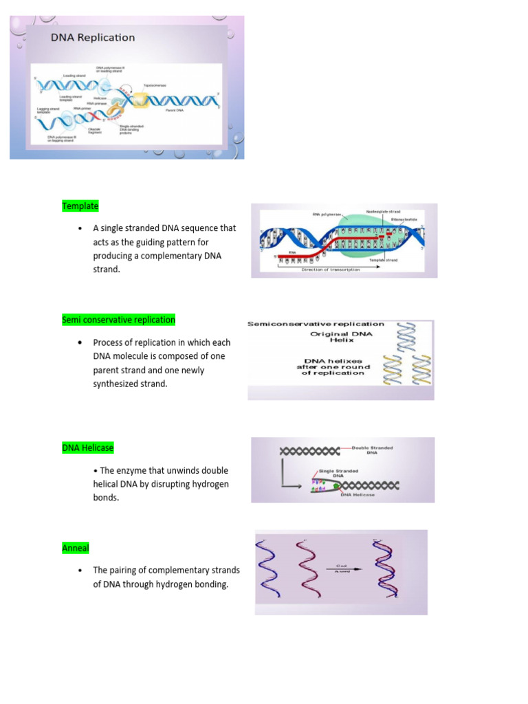 DNA Replication Transcription and Translation TRANSES 1 | PDF | Dna Replication | Dna