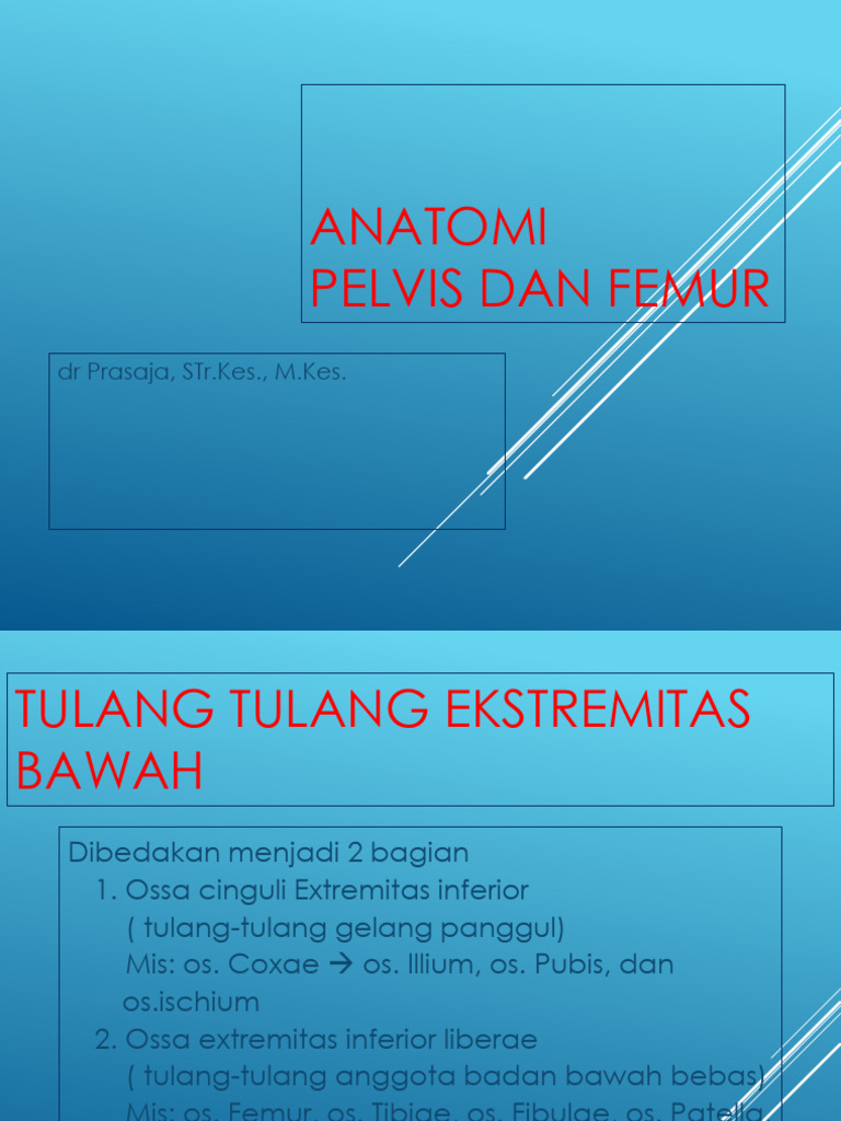 Anatomi Pelvis Dan Femur | PDF | Panggul | Sambungan
