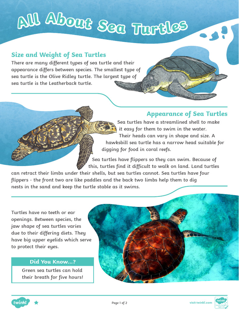 Cfe e 1631707075 All About Sea Turtles Differentiated Reading ...