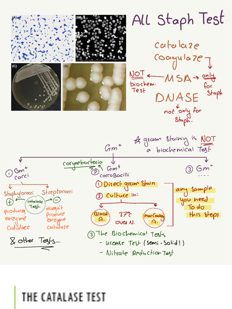 All Staph Tests | PDF | Catalase | Staphylococcus