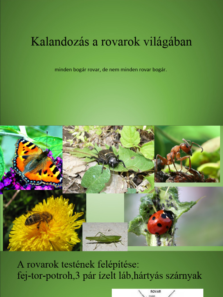 Kalandozás A Rovarok Világában | PDF