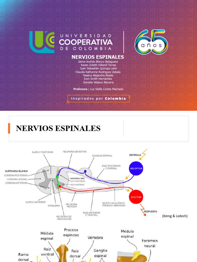Nervios y Vértebras Espinales | PDF | Abdomen | Anatomía