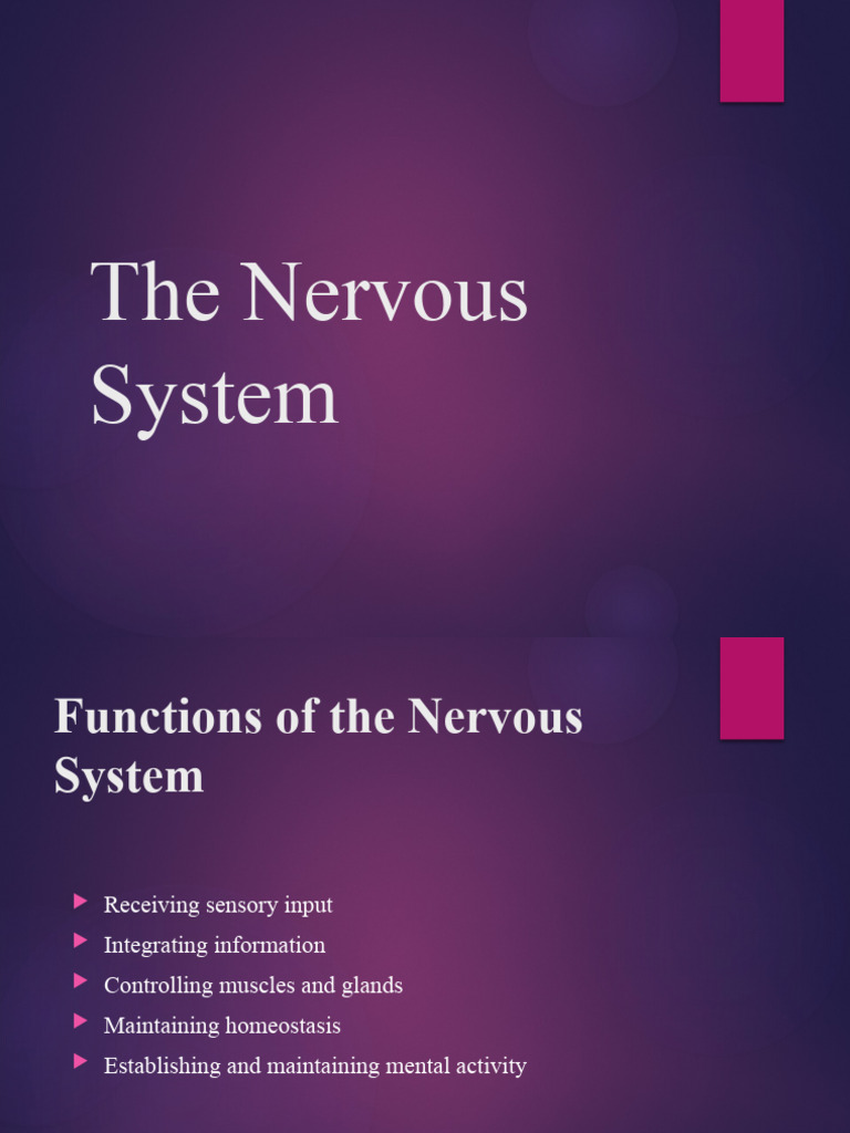The Nervous System 1 | PDF | Spinal Cord | Nervous System