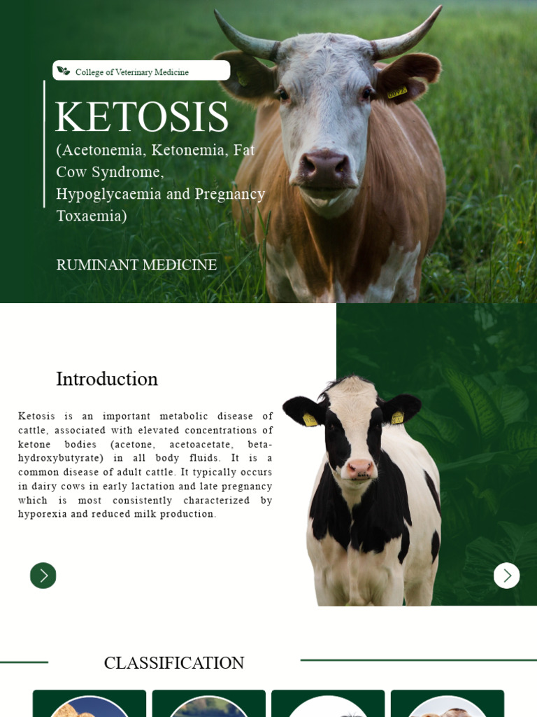Ketosis | PDF | Ketosis | Diseases And Disorders