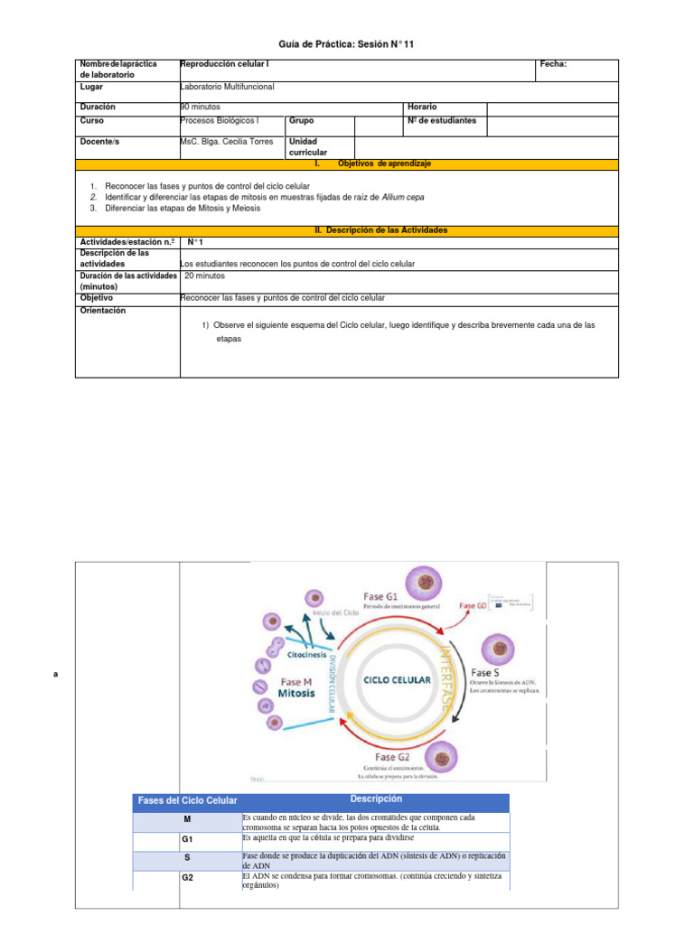 S11 - Guia de Practica 11 - PBI | PDF | Mitosis | Mitosis