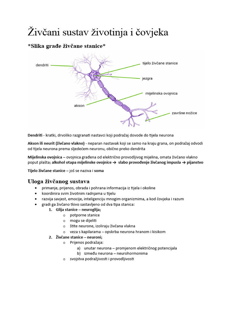 Kopija Datoteke Živčani - Sustav - Životinja - I - Čovjeka | PDF