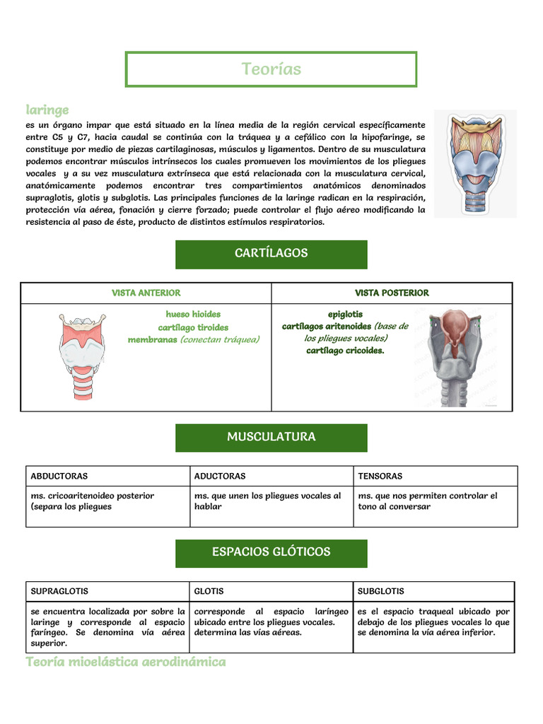 Teorías | PDF | Sonido | Laringe