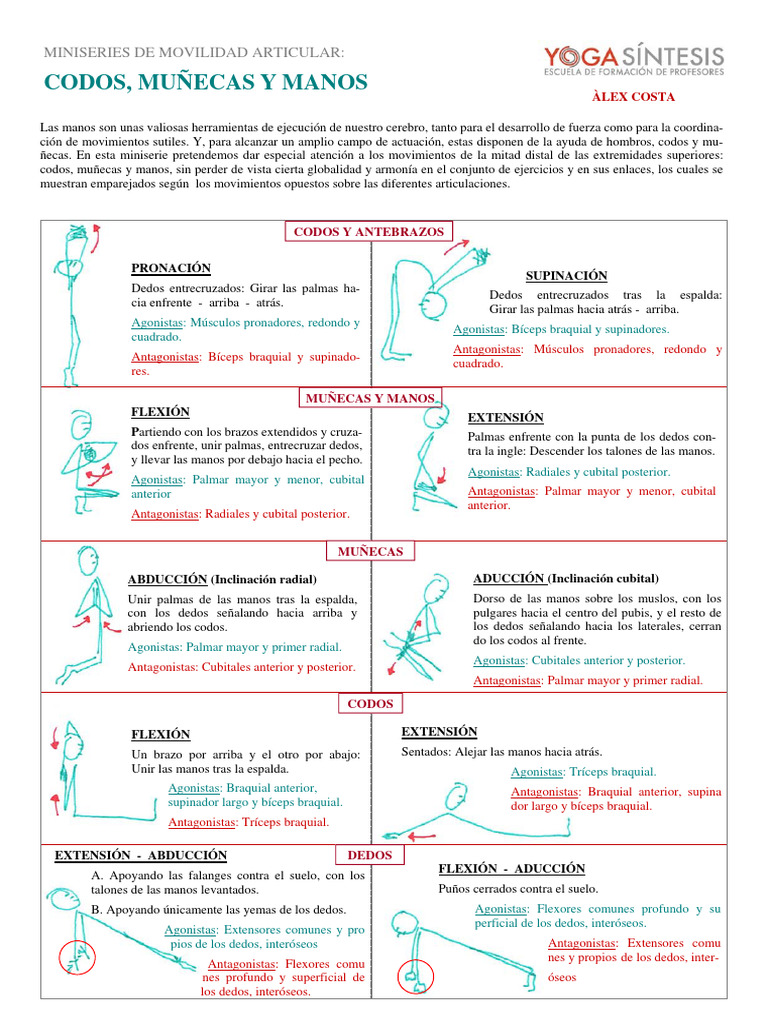 Codos Munecas Manos | Descargar gratis PDF | Articulaciones | Extremidades (anatomía)