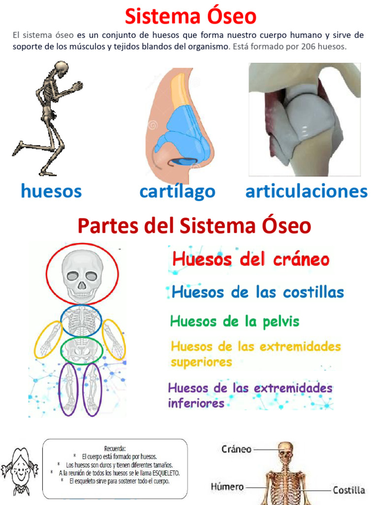Sistema Óseo para Niños: Funciones y Actividades | PDF