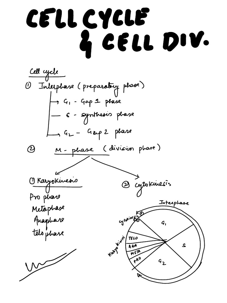 Cell Cyde Cell Division | PDF
