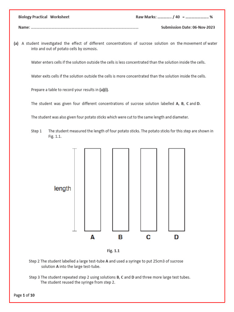 Practical Worksheet | PDF | Seed | Germination