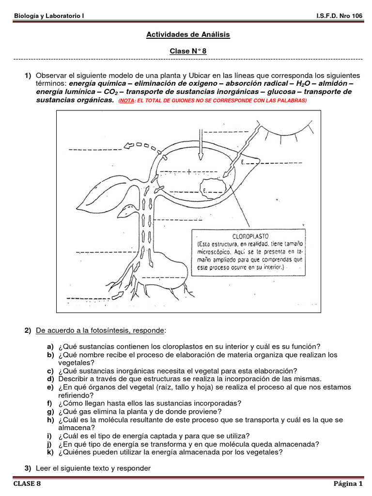 Hoja De Trabajo Sobre La Respiración Celular Y La Fotosíntesis