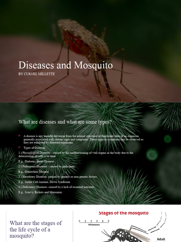Mosquitoes and Disease Transmission | PDF | Mosquito | Yellow Fever