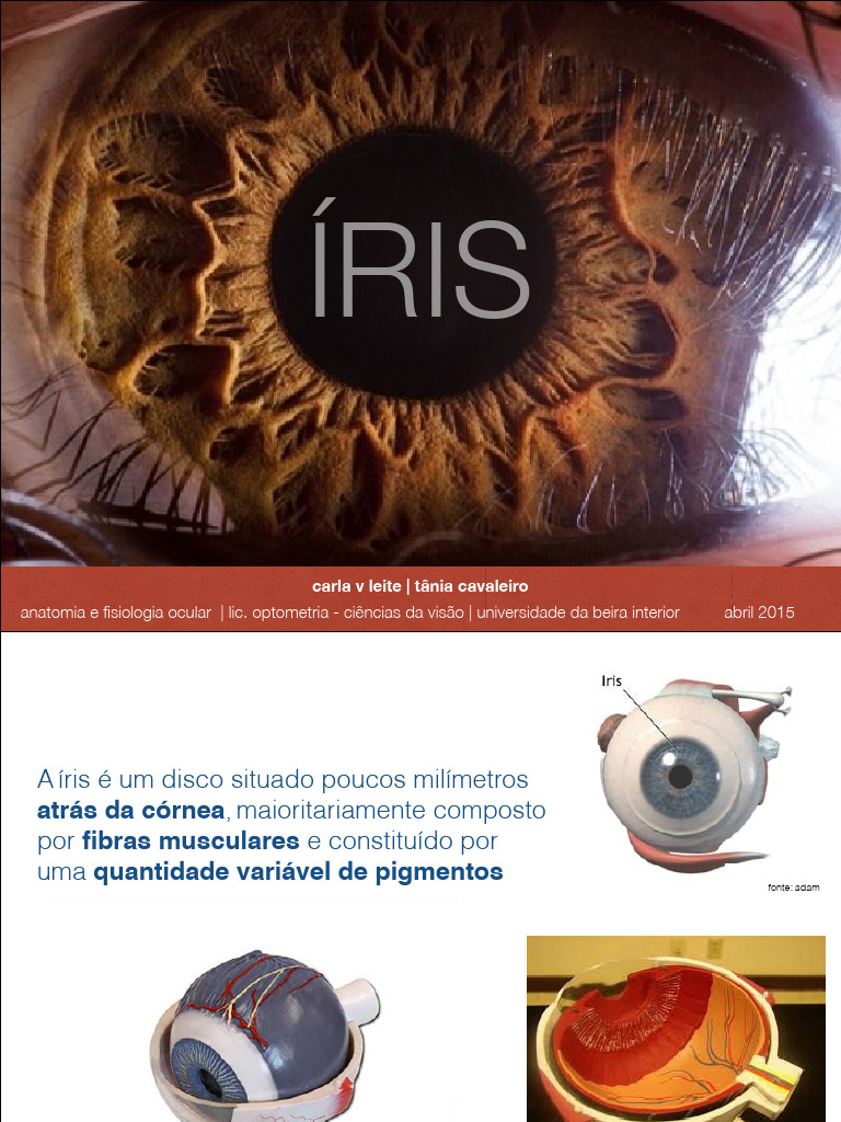Anatomia Da Íris - Guide | Download grátis PDF | Olho humano | Artéria