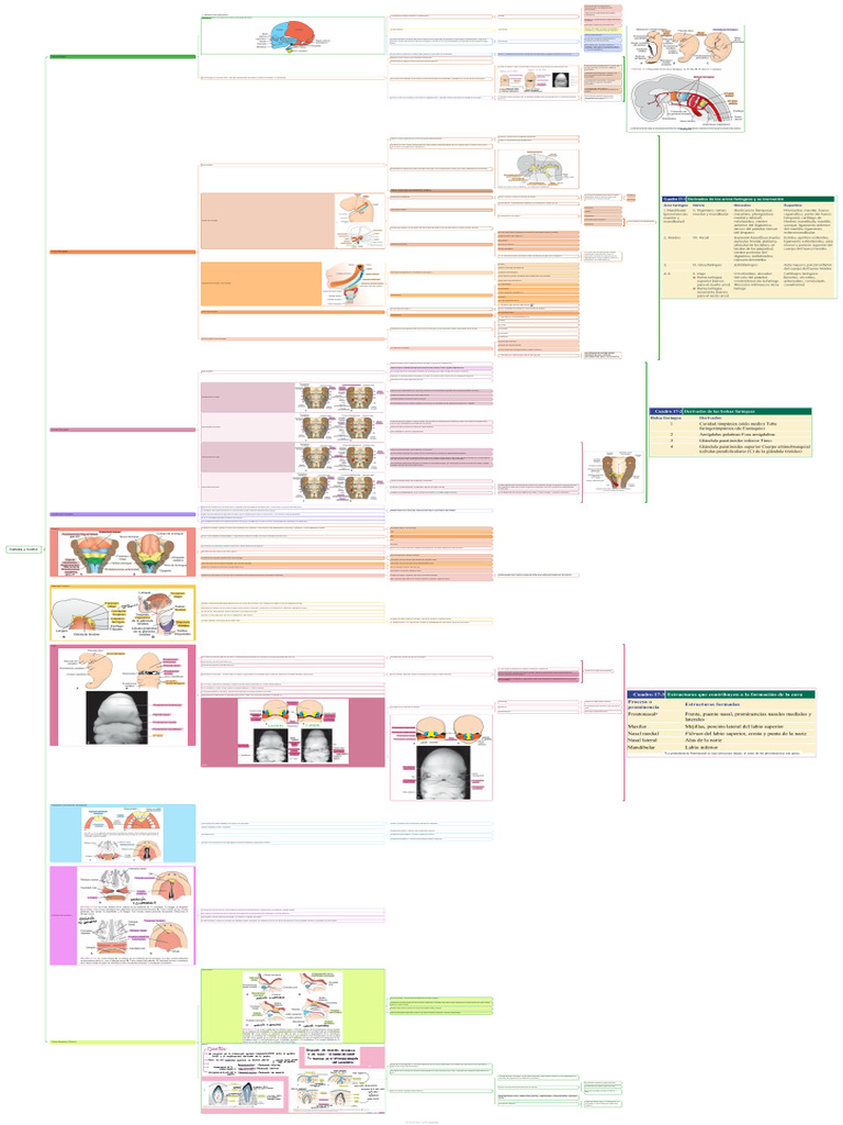 Cabeza y Cuello Embriología Mapa Conceptual | PDF | Cráneo | Anatomía ...