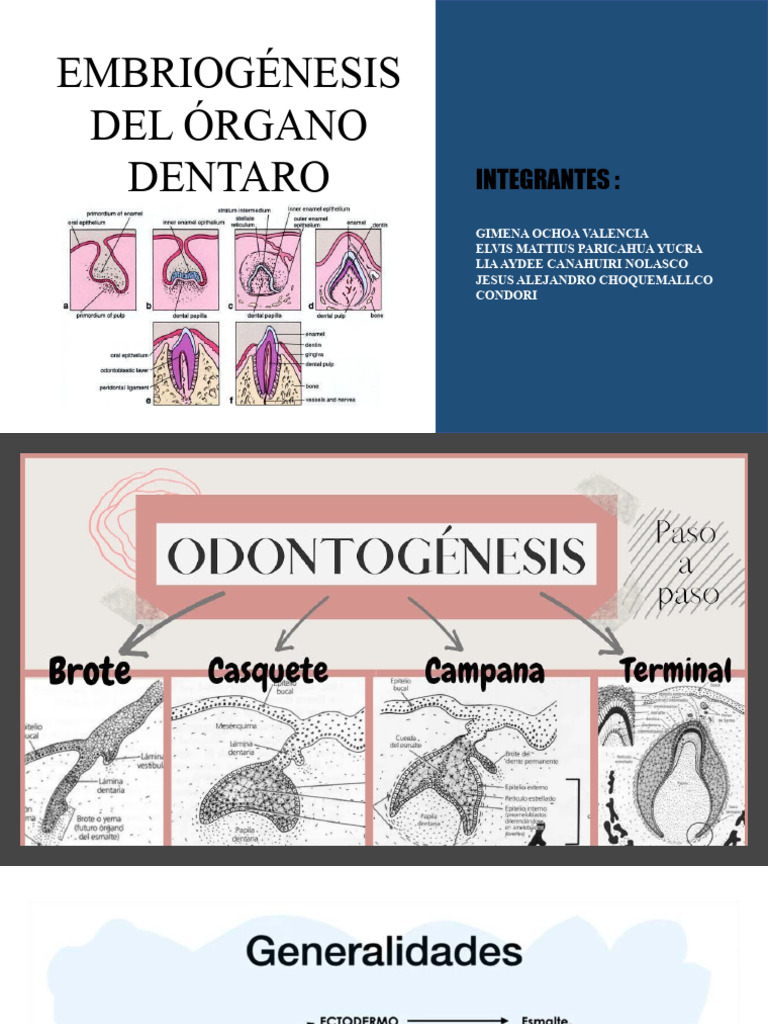 Embriogenesis Del Organo Dentario DIAPOS | PDF | Especialidades Medicas ...