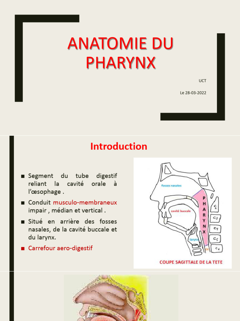 Anatomie du Pharynx et Carrefour Aéro-Digestif | PDF | Appareil ...