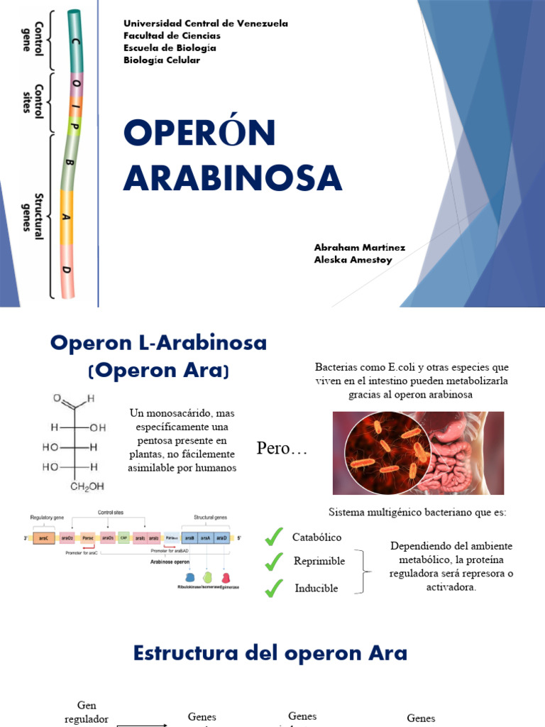 Regulación del Operón Arabinosa | PDF | Operón | Biotecnología