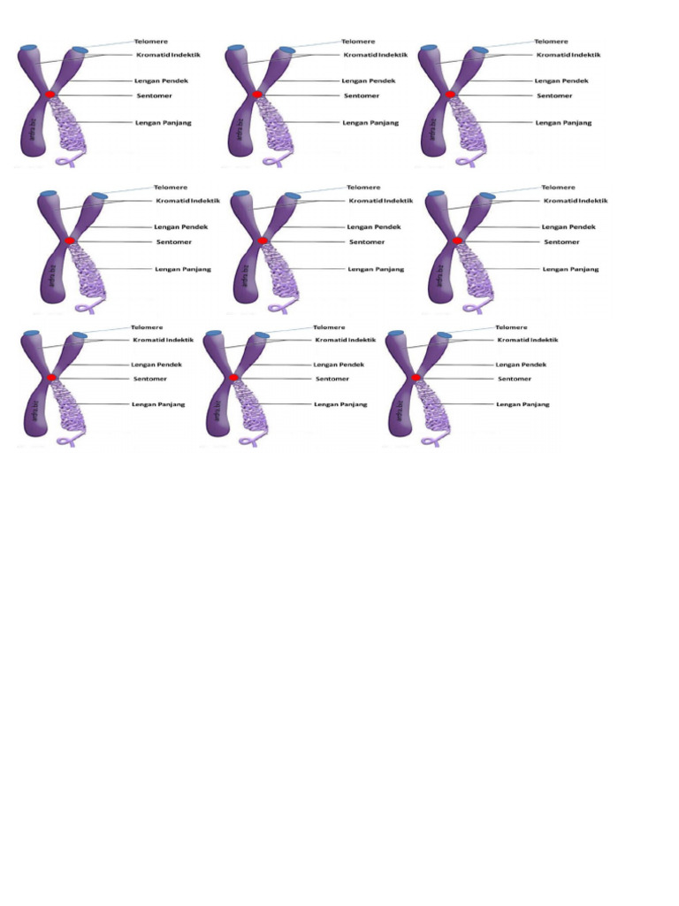 Gamabar Kromososm | PDF