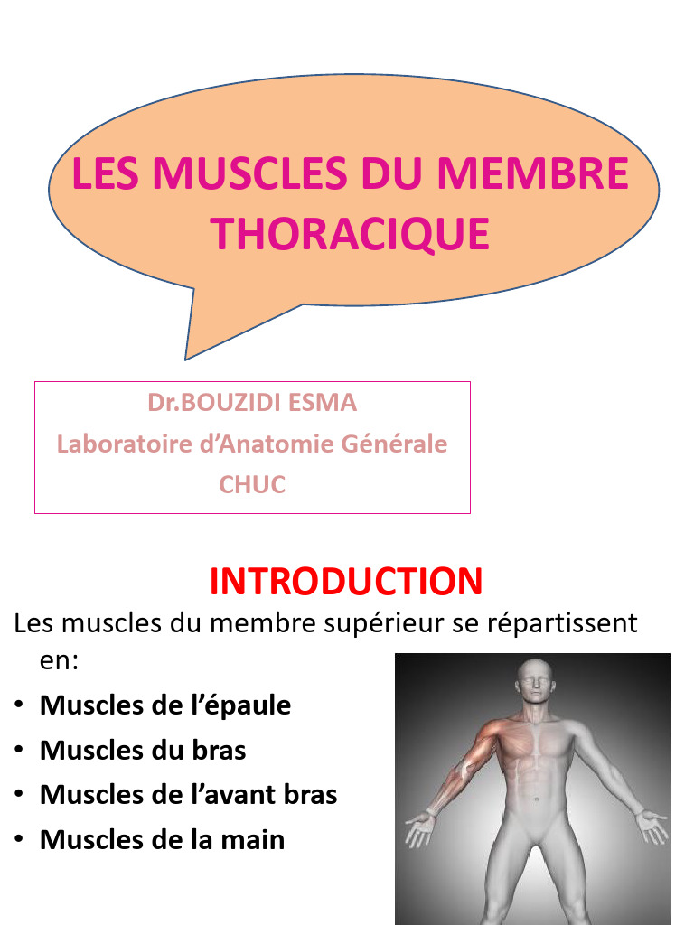Anatomie des Muscles du Membre Supérieur | PDF | Membres (anatomie ...