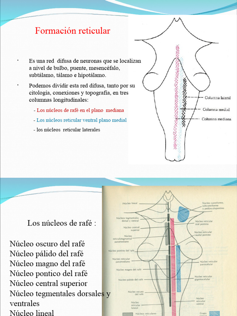 1.-Formacion - Reticular - 2021 | PDF | Sistema límbico | Cerebro