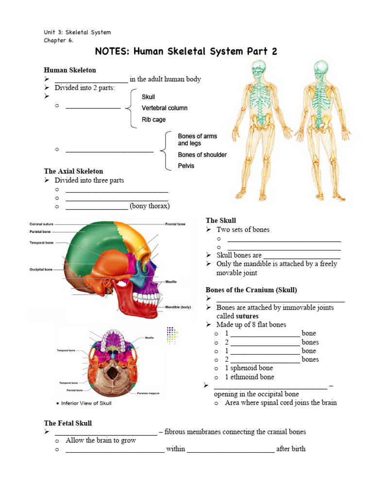 Skeletal System Coloring | PDF | Skull | Vertebral Column