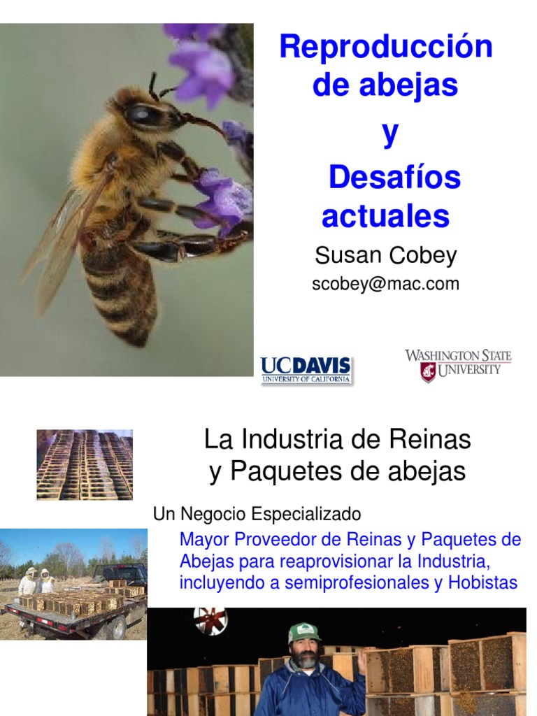 Susan Cobey Desafíos para La Crianza de Abejas Reinas | PDF ...