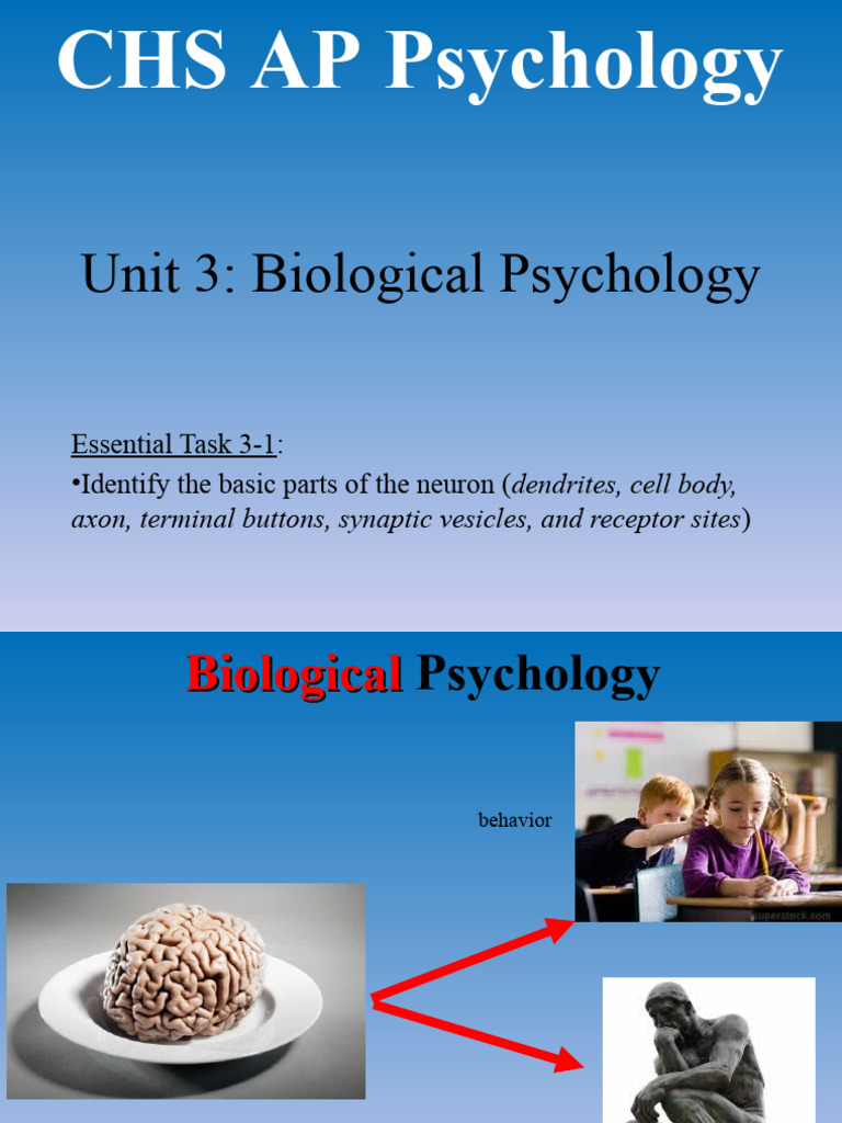 3 1 Neuron Powerpoint | PDF | Neuron | Synapse