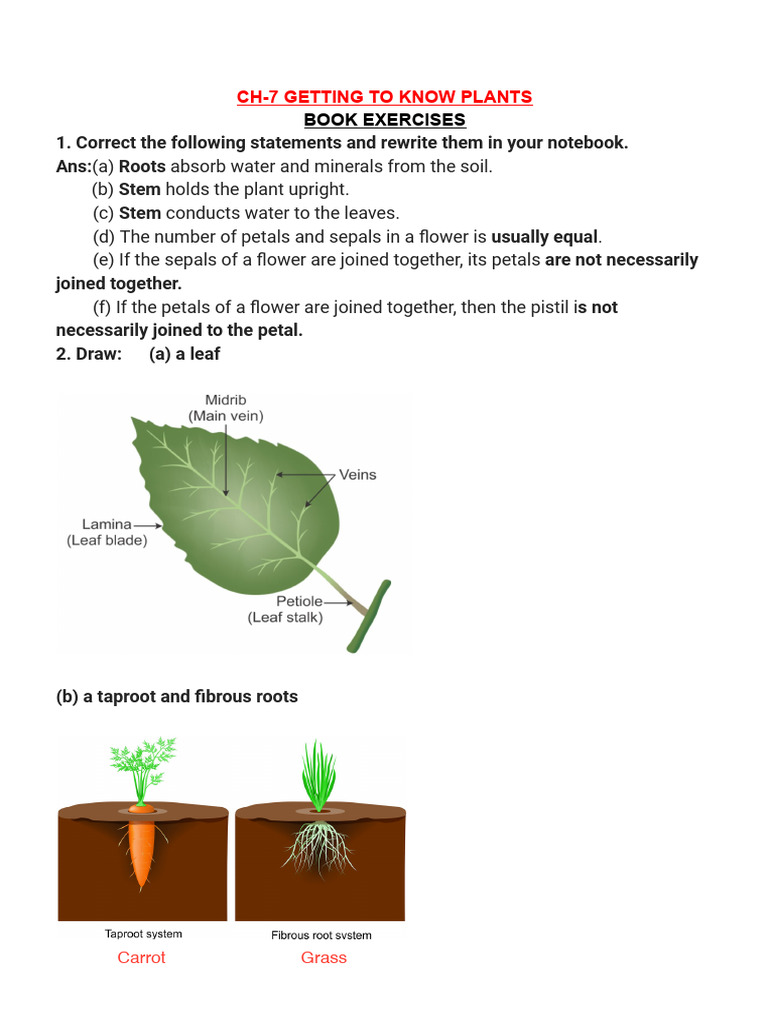 Ch-7 Getting to Know Plants | PDF | Leaf | Flowers