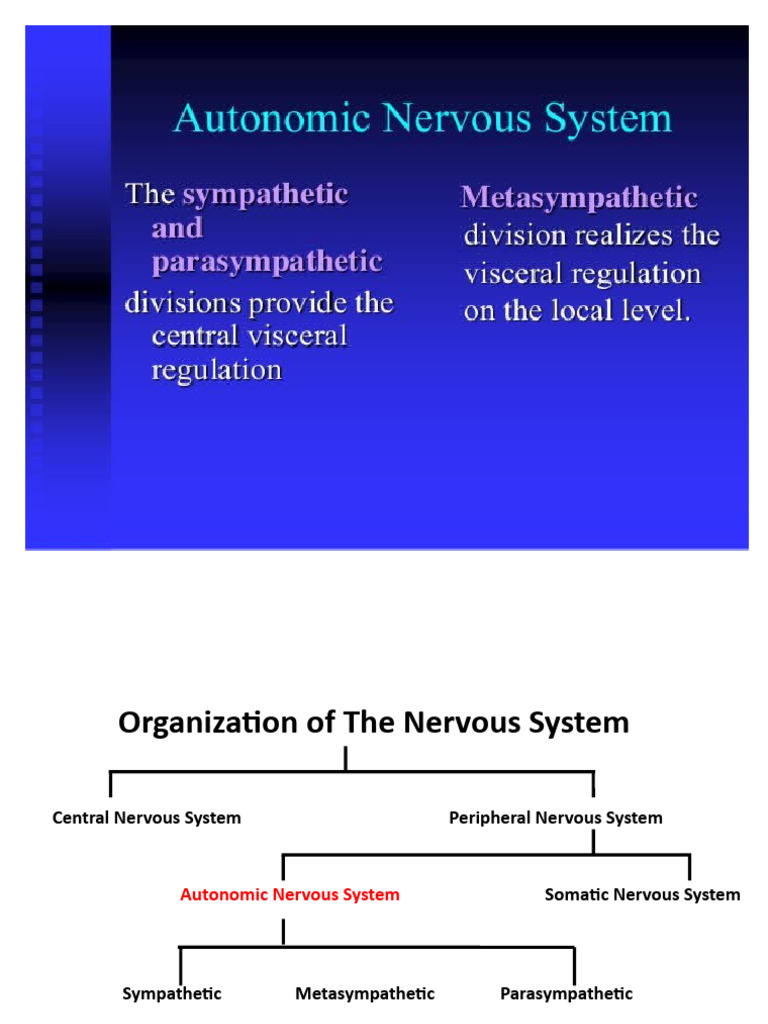 Overview of the Autonomic Nervous System | PDF | Autonomic Nervous ...